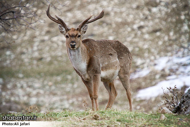 Persian fallow deer are successfully protected
