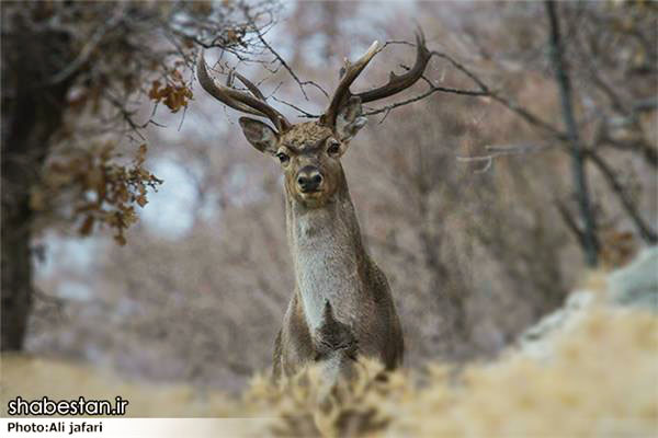 Persian fallow deer are successfully protected