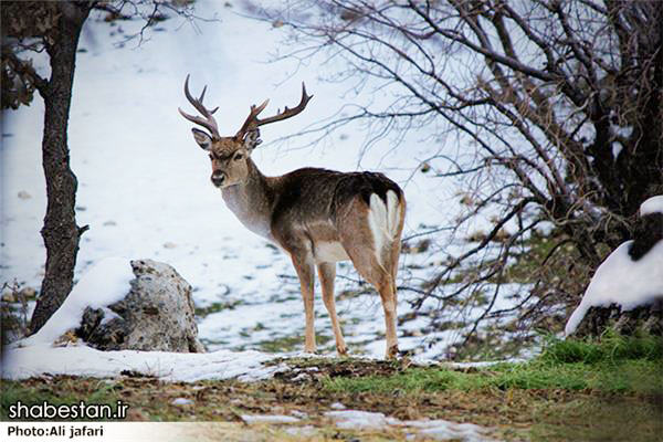 Persian fallow deer are successfully protected