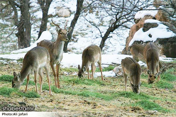 Persian fallow deer are successfully protected