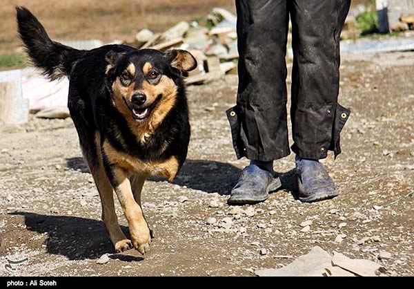 An Iranian woman has turned her home into a safe refuge for injured ...