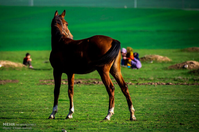 The Turkoman Horse - Iran Front Page