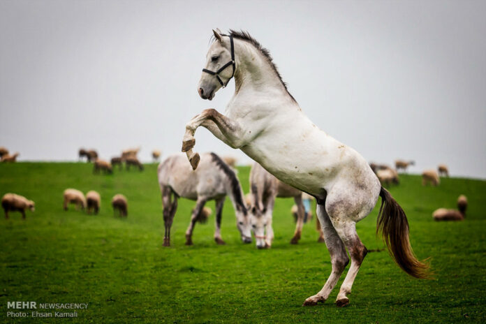 The Turkoman Horse - Iran Front Page
