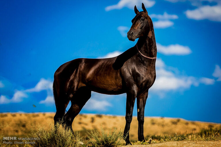 The Turkoman Horse - Iran Front Page