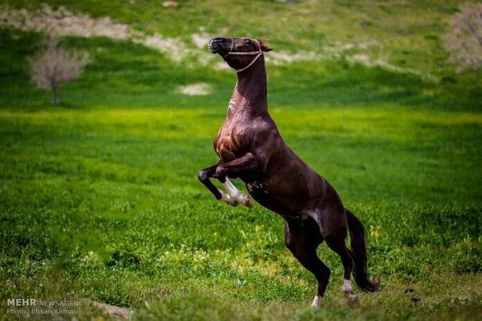 The Turkoman Horse - Iran Front Page