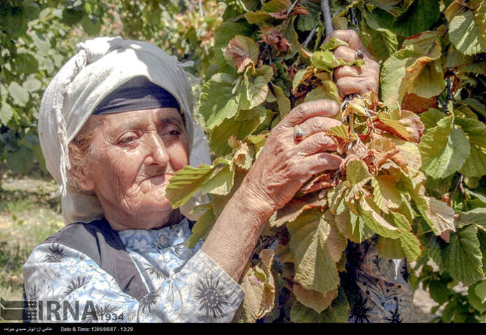 Hazelnut Harvest In Northern Iranian Village - Iran Front Page