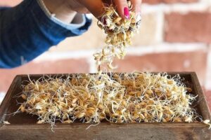 Nowruz Dishes: Samanu, Haft-Seen's Important Element - Iran Front Page