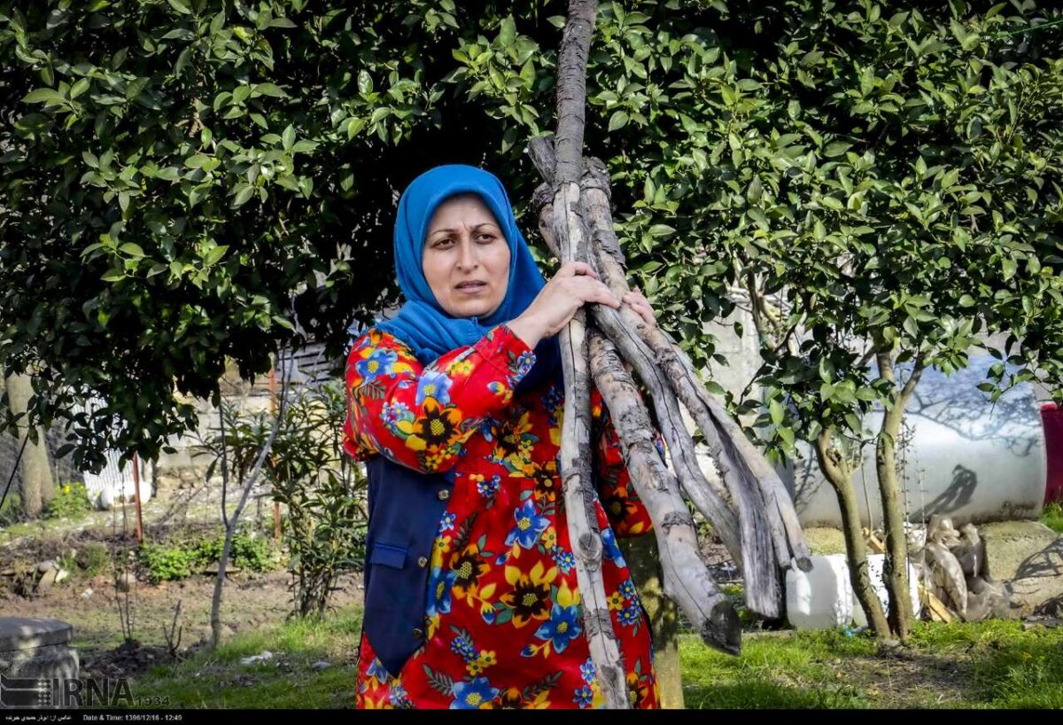 Cooking Samanu, Ancient Tradition In Northern Iran