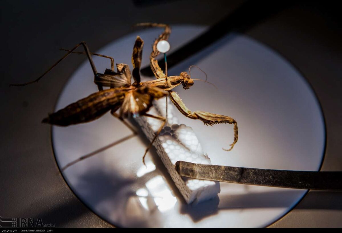 New Type Of Boxer Mantis Discovered In Iran