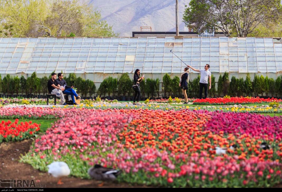 Tulips Festival Underway In Iran’s Markazi Province