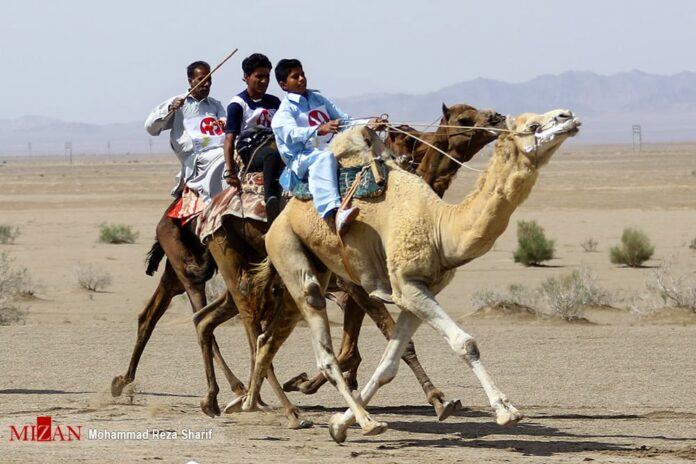 Iran Holds Camel Riding Tournament