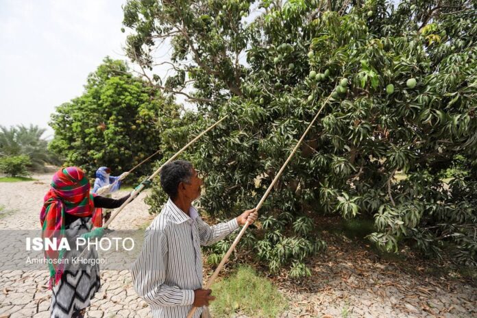 Iranian Mango Pickle; A Marvellous Mixture Of Flavours