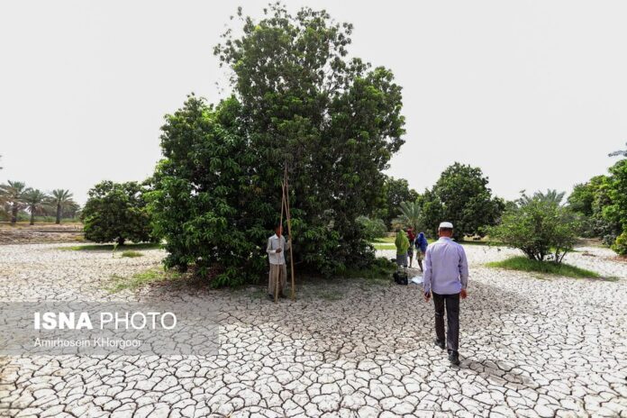 Iranian Mango Pickle; A Marvellous Mixture Of Flavours