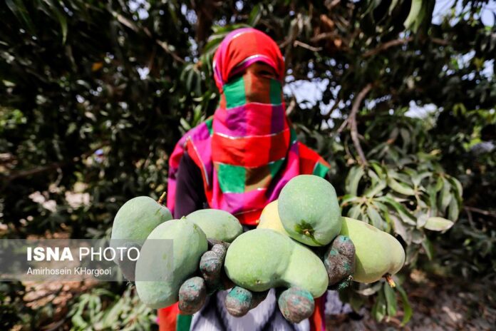 Iranian Mango Pickle; A Marvellous Mixture Of Flavours