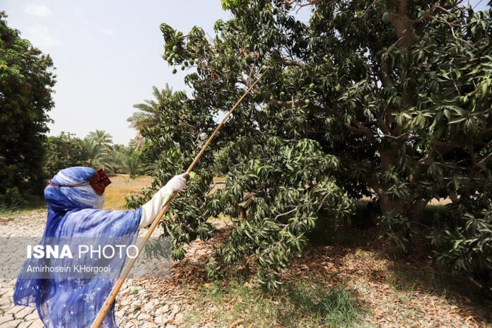 Iranian Mango Pickle; A Marvellous Mixture Of Flavours
