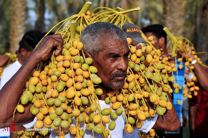 Iran Holds Festival In Thanksgiving For Blessing Of Date Harvest - Iran ...