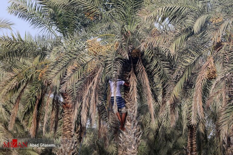 Iran Holds Festival In Thanksgiving For Blessing Of Date Harvest - Iran ...