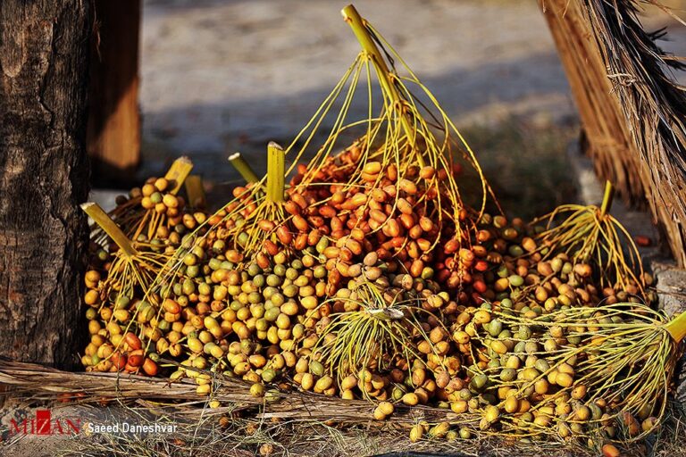 Iran Holds Festival In Thanksgiving For Blessing Of Date Harvest - Iran ...