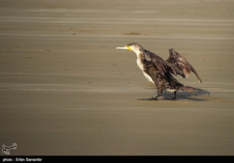 Iran’s Beauties In Photos: Sirik Lagoon - Iran Front Page