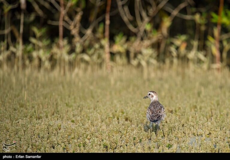 Iran’s Beauties In Photos: Sirik Lagoon - Iran Front Page