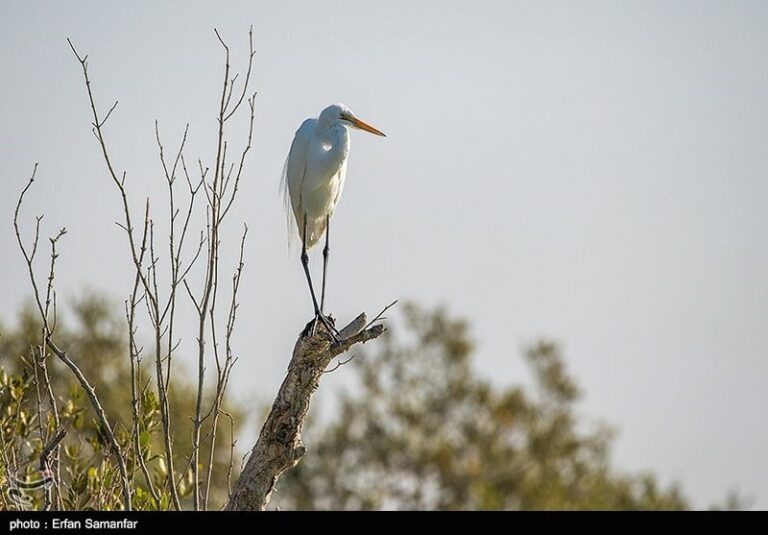 Iran’s Beauties In Photos: Sirik Lagoon - Iran Front Page