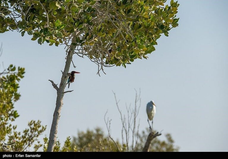 Iran’s Beauties In Photos: Sirik Lagoon - Iran Front Page