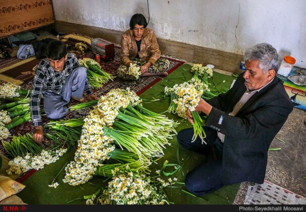 Photos: Daffodil festival underway in Iran’s Behbahan