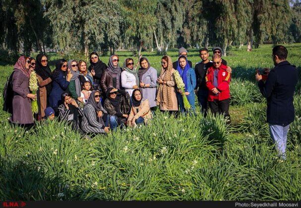 Photos: Daffodil festival underway in Iran’s Behbahan