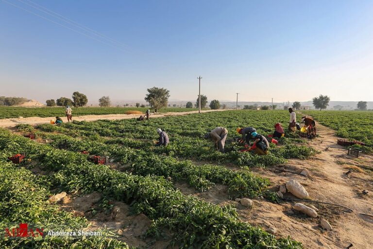 Tomato Harvest Begins In Southern Iran - Iran Front Page