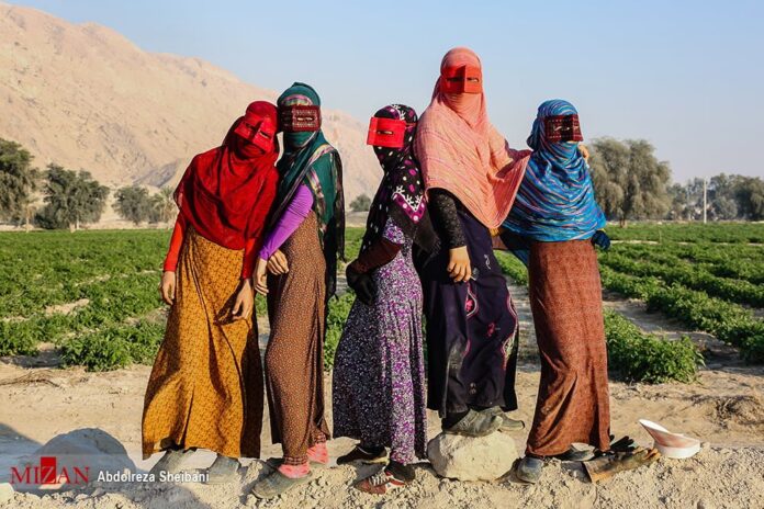 Tomato Harvest Begins In Southern Iran - Iran Front Page