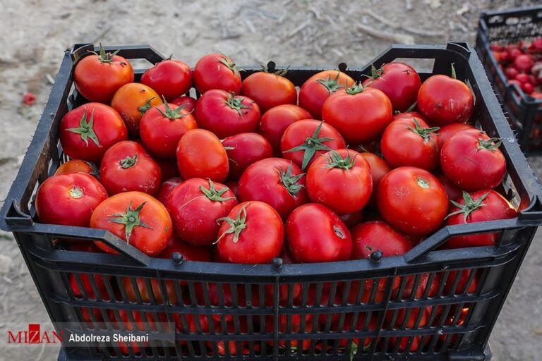 Tomato Harvest Begins In Southern Iran - Iran Front Page