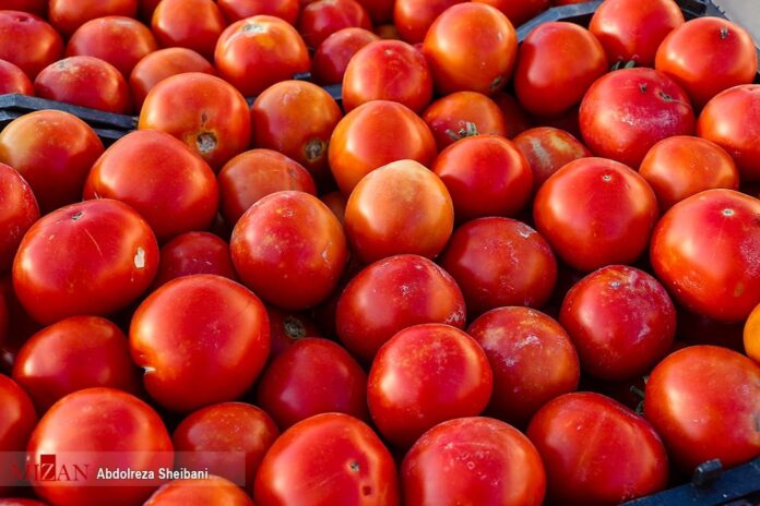 Tomato Harvest Begins In Southern Iran - Iran Front Page