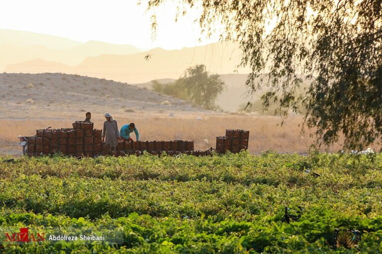 Tomato Harvest Begins In Southern Iran - Iran Front Page