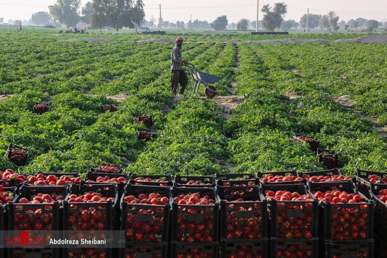 Tomato Harvest Begins In Southern Iran - Iran Front Page