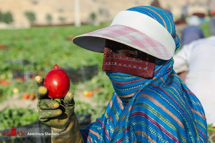 Tomato Harvest Begins In Southern Iran - Iran Front Page