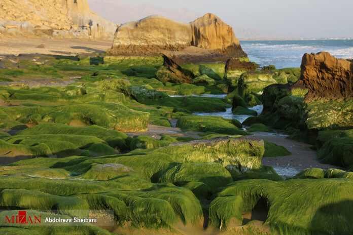 Beauty Of Persian Gulf More Tangible At Parsian Coast - Iran Front Page