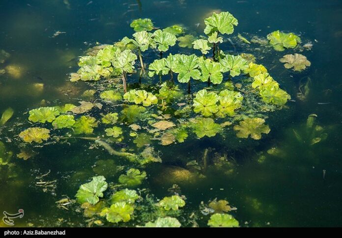 Iran’s Beauties In Photos: Pol-e Dokhtar Lagoons - Iran Front Page