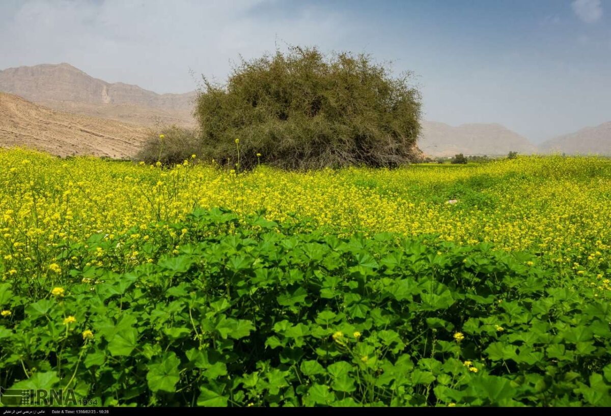 Virgin Nature Of Dehdez, Juyom Plain In Photos - Iran Front Page
