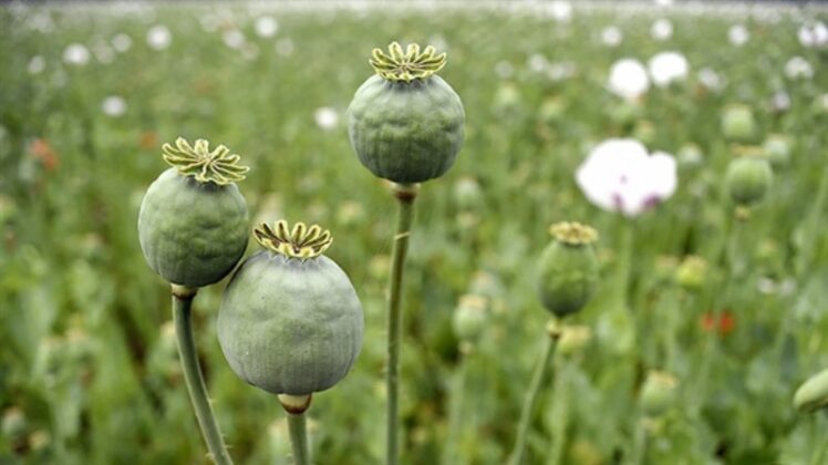 Afghanistan Producing 84% Of World’s Opium: Iran - Iran Front Page