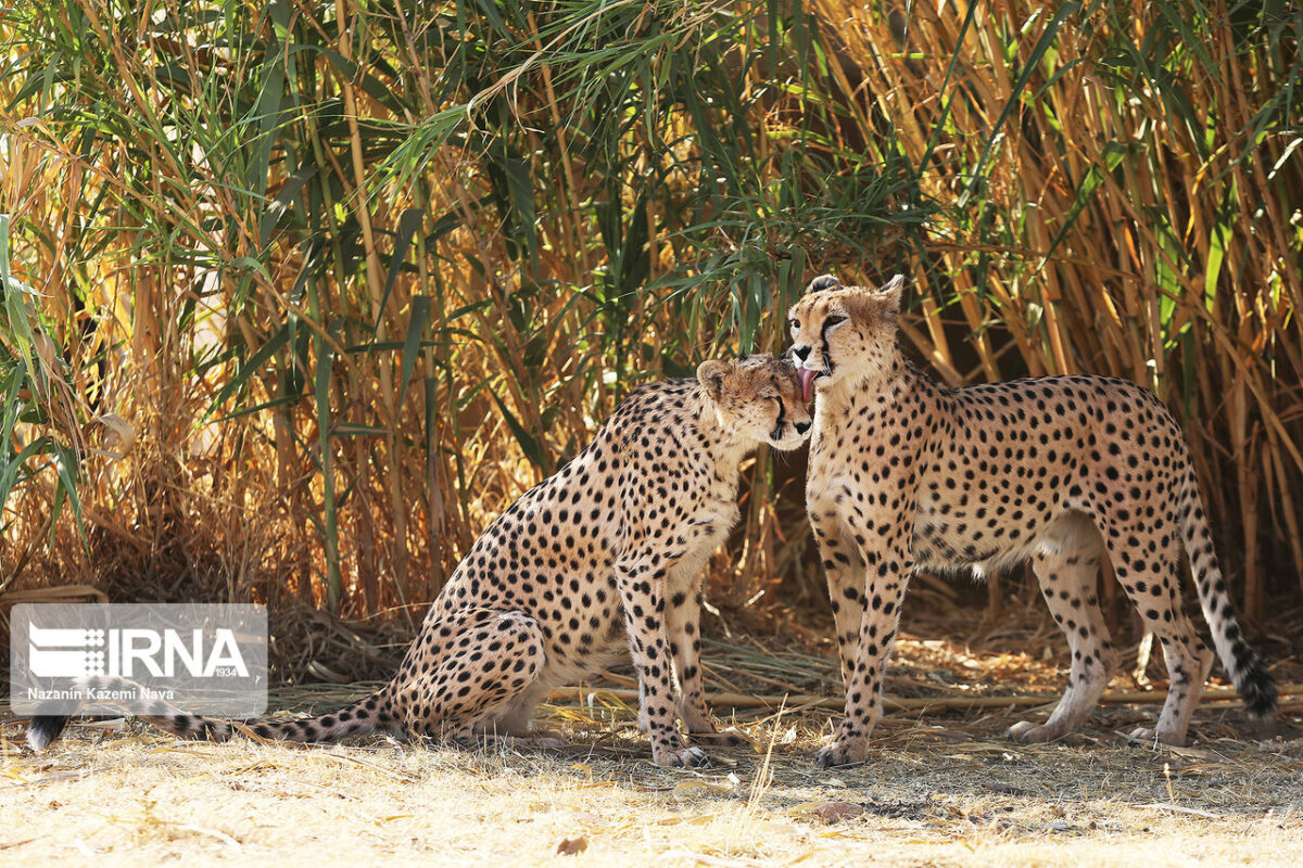 Iran Marks National Day Of Asiatic Cheetah - Iran Front Page