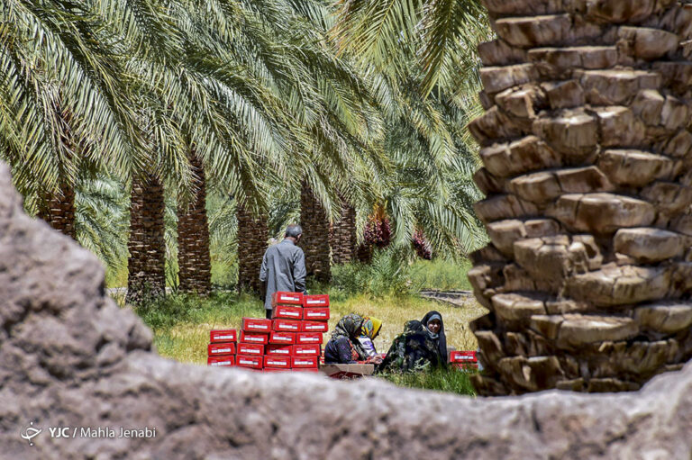 Dates Harvesting Season Begins In Iran - Iran Front Page