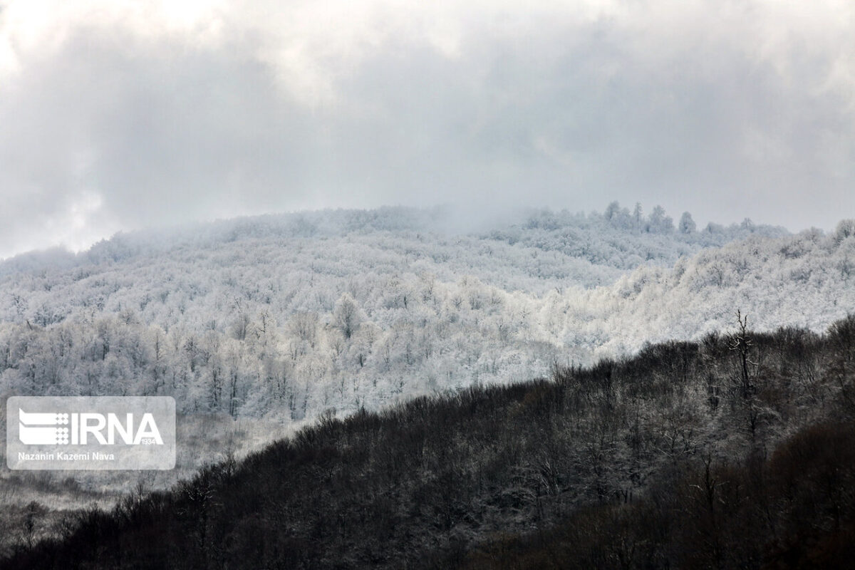Iran’s Nature In Photos: Hyrcanian Forests During Winter - Iran Front Page