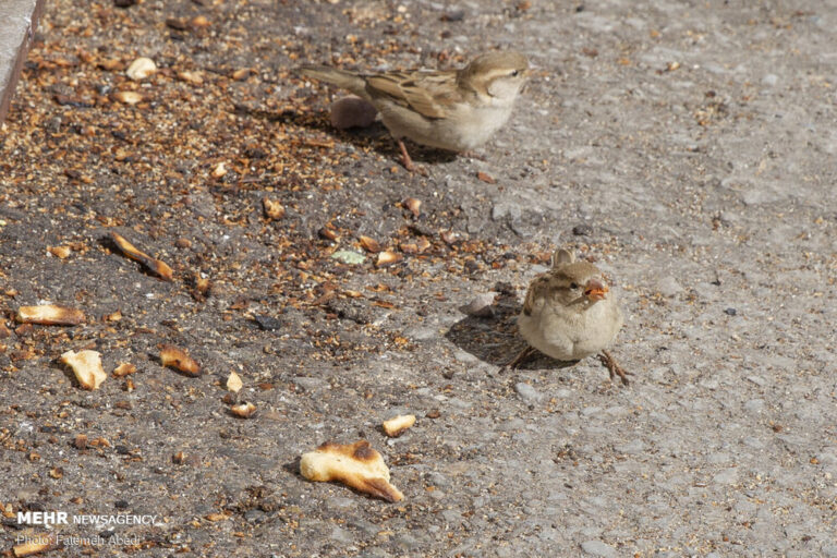 Sangak | Iranian Sangak Bread - Iran Front Page