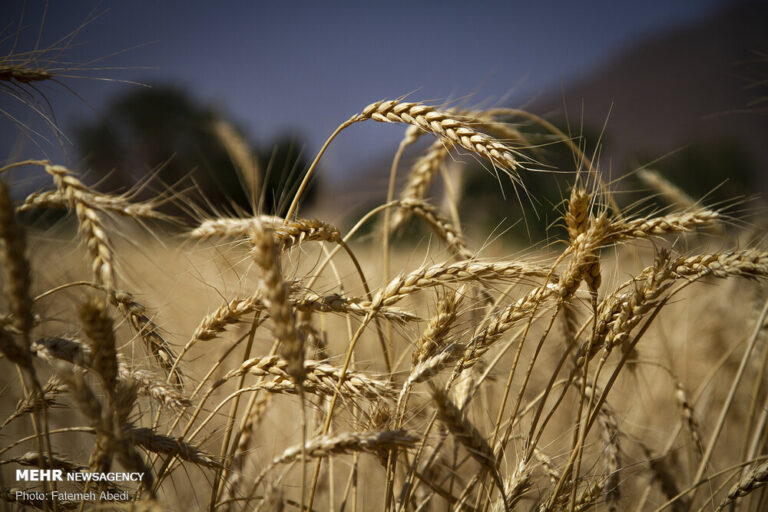 Sangak | Iranian Sangak Bread - Iran Front Page