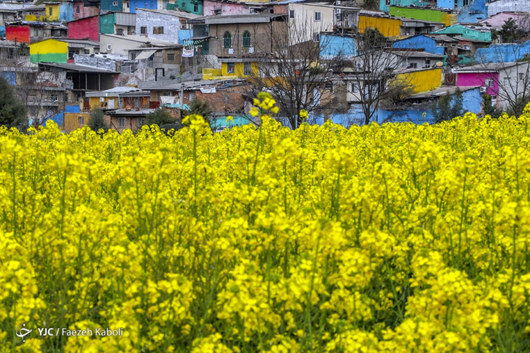 Gorgeous Blossoms Herald Arrival Of Spring In Northern Iran - Iran ...