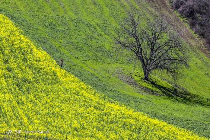 Gorgeous Blossoms Herald Arrival Of Spring In Northern Iran - Iran ...