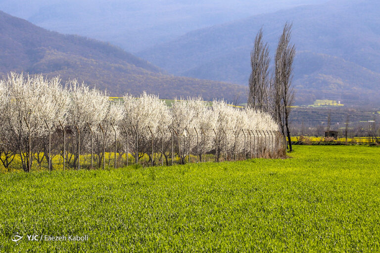 Gorgeous Blossoms Herald Arrival Of Spring In Northern Iran - Iran ...