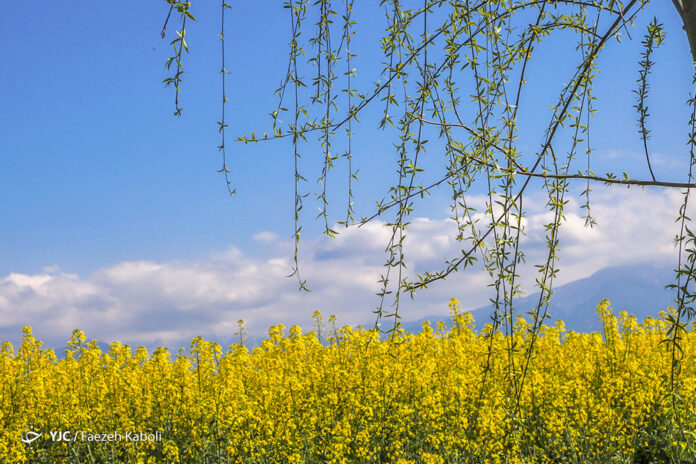Gorgeous Blossoms Herald Arrival Of Spring In Northern Iran - Iran ...