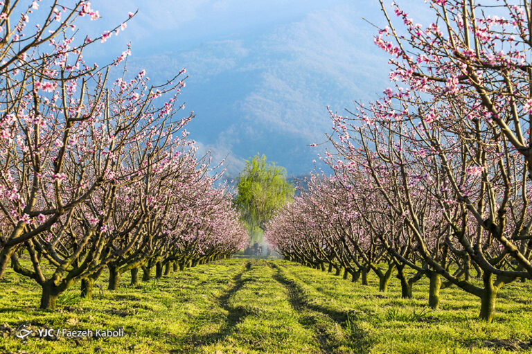 Gorgeous Blossoms Herald Arrival Of Spring In Northern Iran - Iran ...