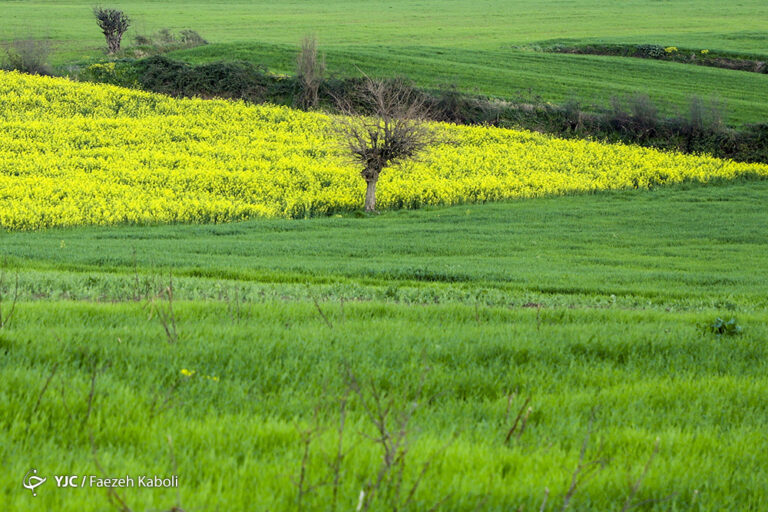 Gorgeous Blossoms Herald Arrival Of Spring In Northern Iran - Iran ...
